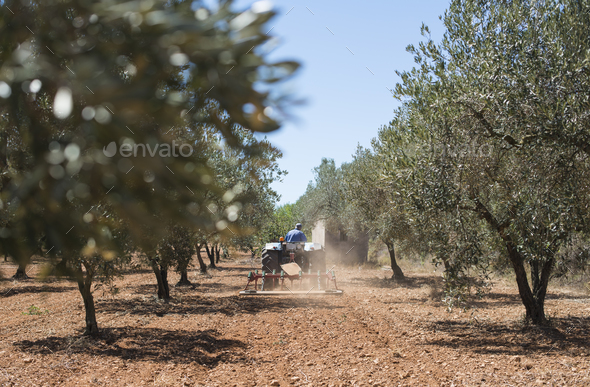 Tractor and olive trees Stock Photo by deyangeorgiev | PhotoDune