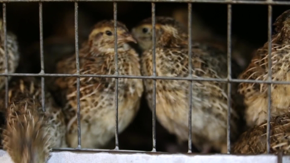 Quail Farming, Stock Footage | VideoHive