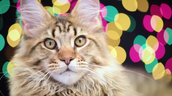 Cat With Christmas Garland, Stock Footage | VideoHive