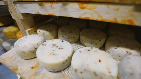 Process of Cheese Ripening, Stock Footage | VideoHive