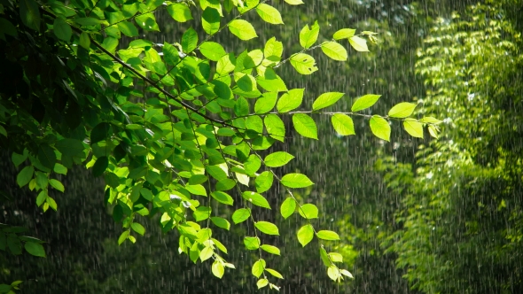 Green Spring Tree In Rainy Weather, Stock Footage | VideoHive