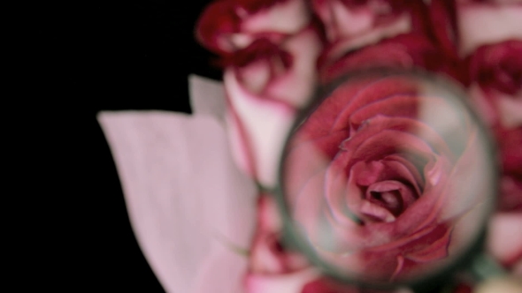 Rose Buds Under a Magnifying Glass, Stock Footage | VideoHive