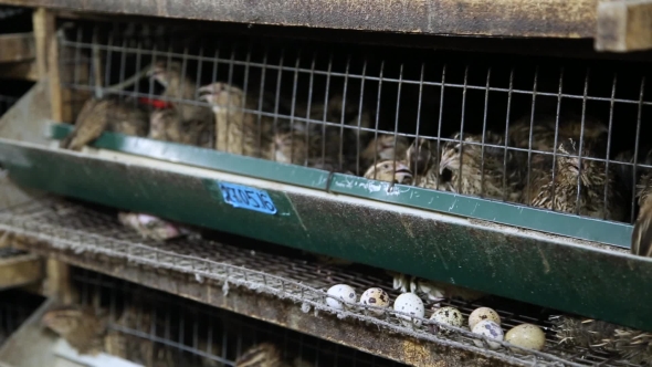 Quail Poultry, Stock Footage | VideoHive