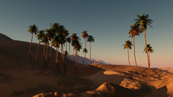 Palms In Desert At Sunset, Motion Graphics | VideoHive