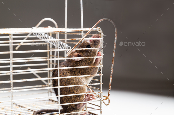 Close up of anxious rat trapped in metal cage Stock Photo by ThamKC