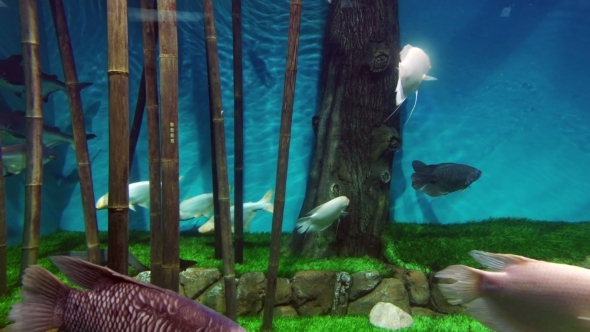 Fish Colony Swimming Underwater In An Aquarium, Stock Footage | VideoHive