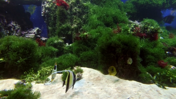Fish Colony Swimming Underwater In An Aquarium by OlegDoroshin | VideoHive