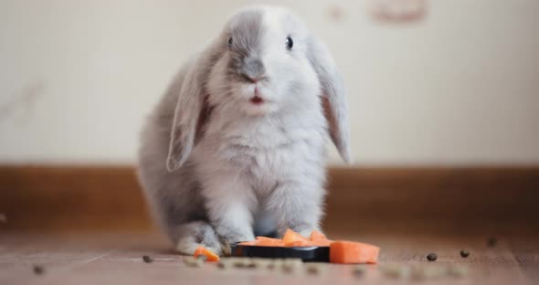 Cute Pet Rabbit Eating Food, Stock Footage | VideoHive