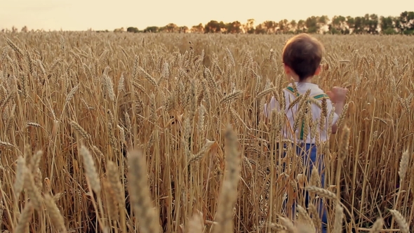 Child Boy Running On The Wheat Field At Sunset., Stock Footage | VideoHive