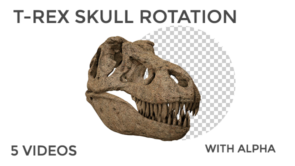 T-Rex Skull Rotation, Motion Graphics | VideoHive