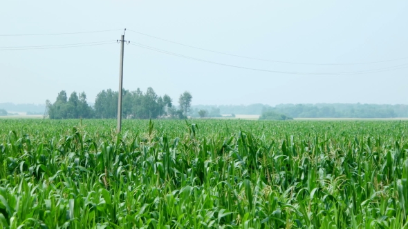 Cornfield. Large Field of Young Corn. Countryside Landscape. Rural ...