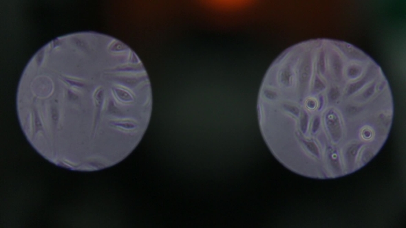 Bacteria Under Microscope Magnified, Stock Footage | VideoHive