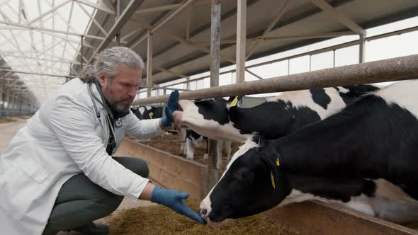Veterinarian Checking Cows at Cattle Farm, Stock Footage | VideoHive