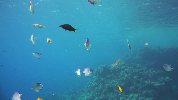A Large Group of Fish Swim in the Red Sea, Stock Footage | VideoHive
