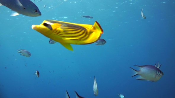 A Large Group of Fish Swim in the Red Sea, Stock Footage | VideoHive