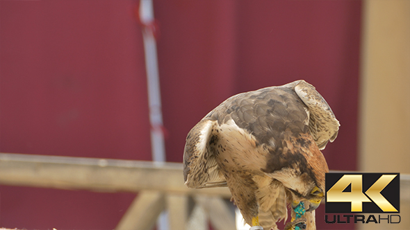 Eagle Disturbed by Foot Rope, Stock Footage | VideoHive