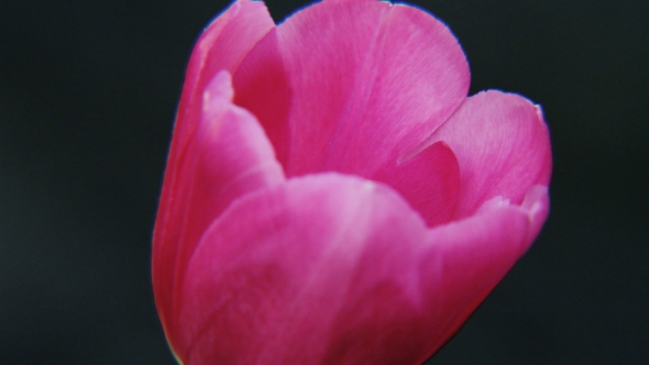 Purple Tulip Rotating, Stock Footage | VideoHive