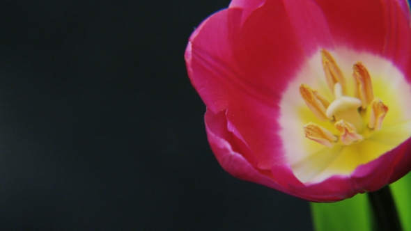 Purple Tulip Rotating, Stock Footage | VideoHive