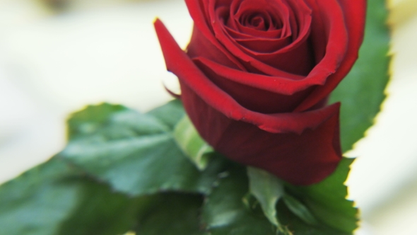 Red Rose Rotating on a Golden Background, Stock Footage | VideoHive