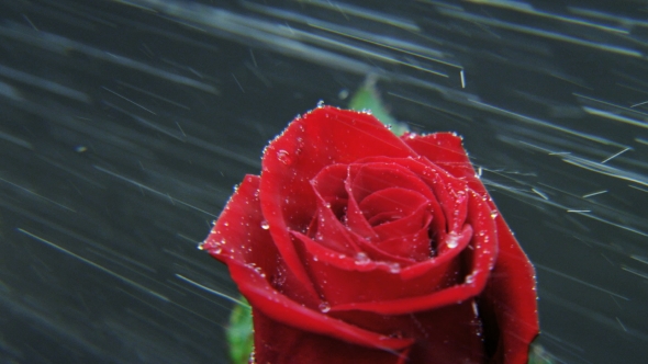 Red Rose in Heavy Rain Rotating, Stock Footage | VideoHive