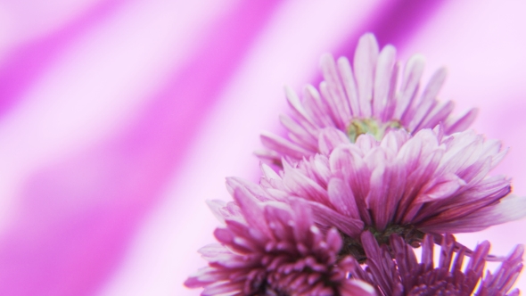 Purple Flowers Rotating on a Deep Purple Background, Stock Footage
