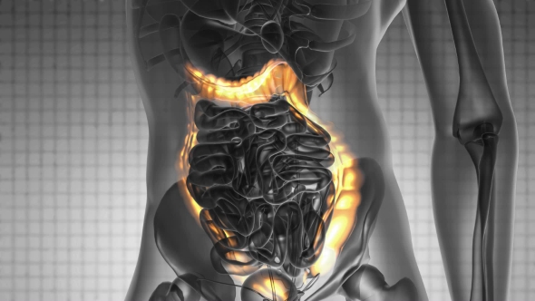Anatomy Scan of Human Colon, Motion Graphics | VideoHive
