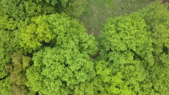 Very dense mixed green forest - view from above, aerial footage with no ...