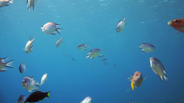 A Large Group of Fish Swim in the Red Sea, Stock Footage | VideoHive