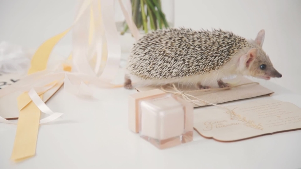 Hedgehog on Table Walks Among Decoration for Wedding Day, Stock Footage
