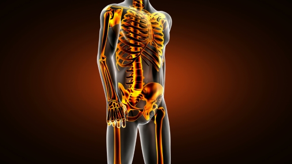 Human Bones Radiographic Scan, Motion Graphics | VideoHive