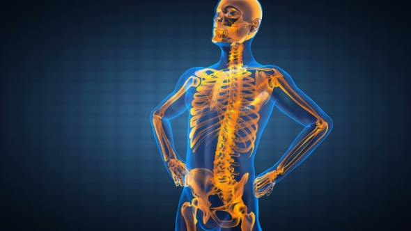 Human Bones Radiographic Scan, Motion Graphics | VideoHive