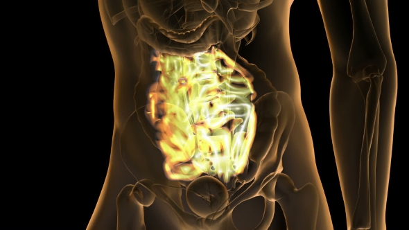 Anatomy Scan of Human Small Intestine, Motion Graphics | VideoHive