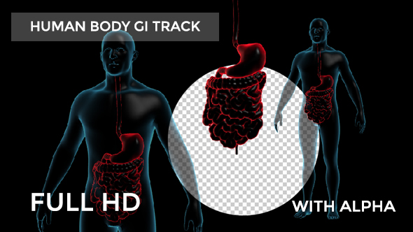 Human Body With GI Track Rotation Full HD, Motion Graphics | VideoHive