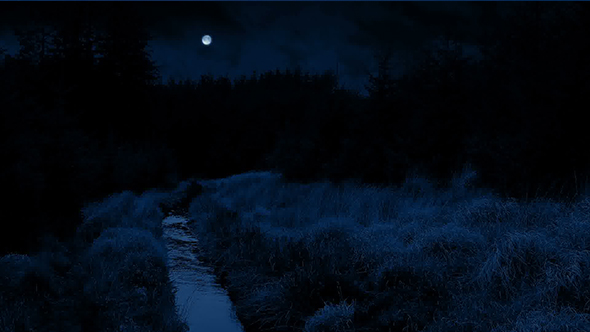 Stream Through The Woods At Night, Stock Footage | VideoHive
