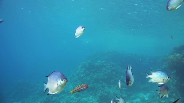 A Large Group of Fish Swim in the Red Sea, Stock Footage | VideoHive