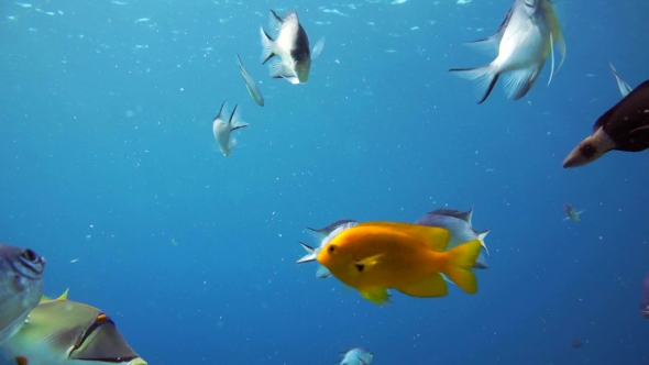 A Large Group of Fish Swim in the Red Sea, Stock Footage | VideoHive