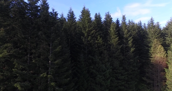 Rising Above the High Pine Trees. Aerial View, Stock Footage | VideoHive