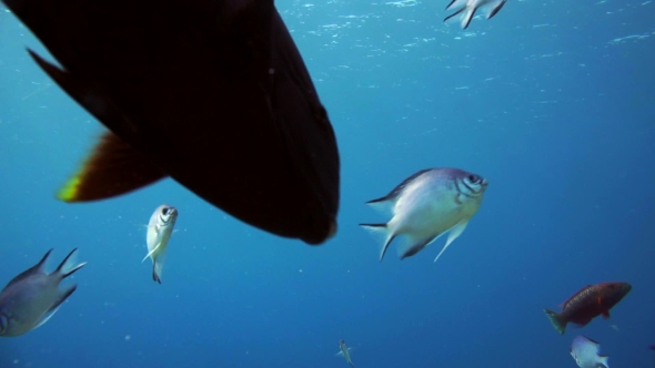 A Large Group of Fish Swim in the Red Sea, Stock Footage | VideoHive