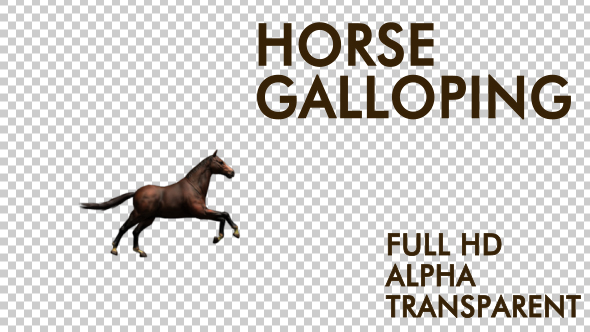 Horse Galloping, Motion Graphics | VideoHive