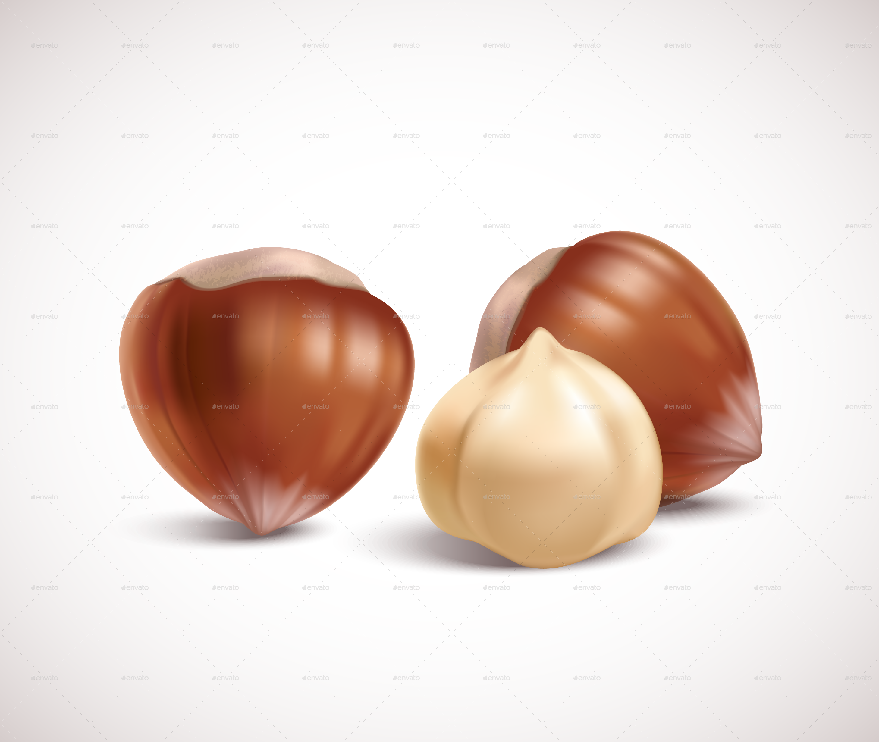 Hazelnuts, Vectors | GraphicRiver