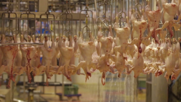 Production Process of Chickens in a Slaughterhouse, Stock Footage ...