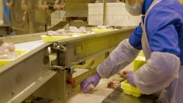 Poultry Meat During Production Process, Stock Footage | VideoHive