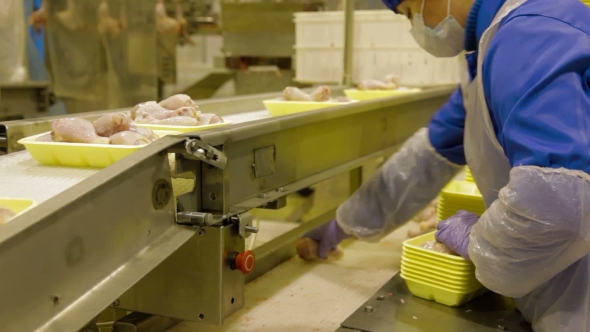 Poultry Meat During Production Process, Stock Footage | VideoHive