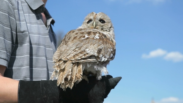 Man Holding a Cute Owl on a Leash, Stock Footage | VideoHive
