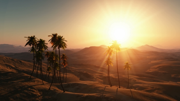 Palms in Desert at Sunset, Motion Graphics | VideoHive