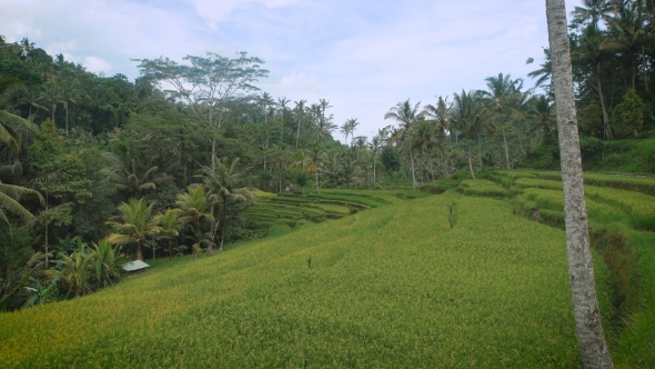 Exciting View of Green Endless Rice Fields and Tropical Garden of Bali ...