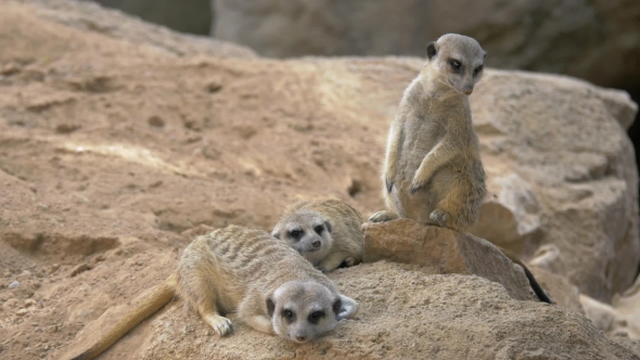 Three Meerkats with One Being on the Alert, Stock Footage | VideoHive