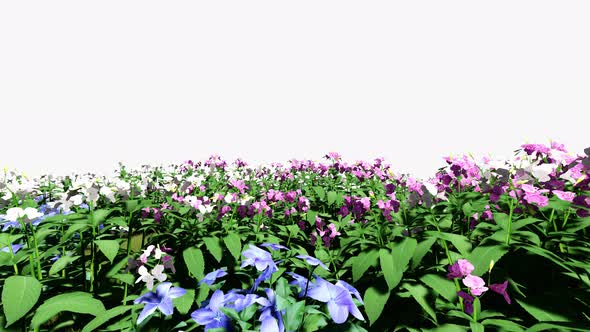 Flowers, Motion Graphics | VideoHive