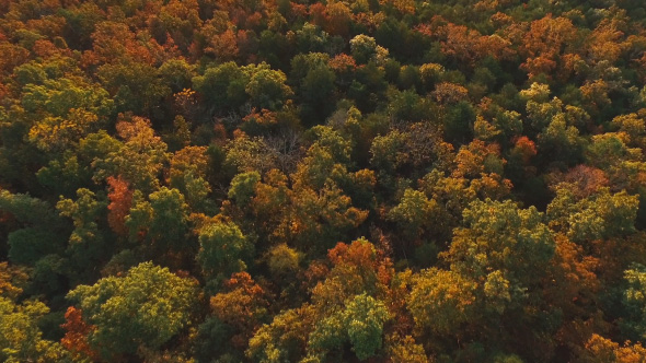 Flying Above Fall Trees at Sunset, Stock Footage | VideoHive