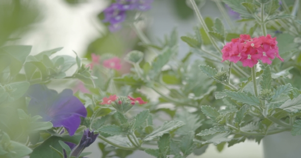 Flower Plant, Stock Footage | VideoHive